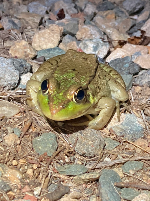Virtual Field Trip: Fascinating Frogs of West Virginia - Appalachian ...