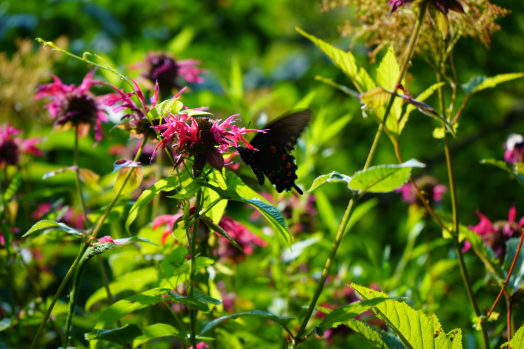 Virtual Field Trip: Spring Backyard Exploration - Appalachian Headwaters
