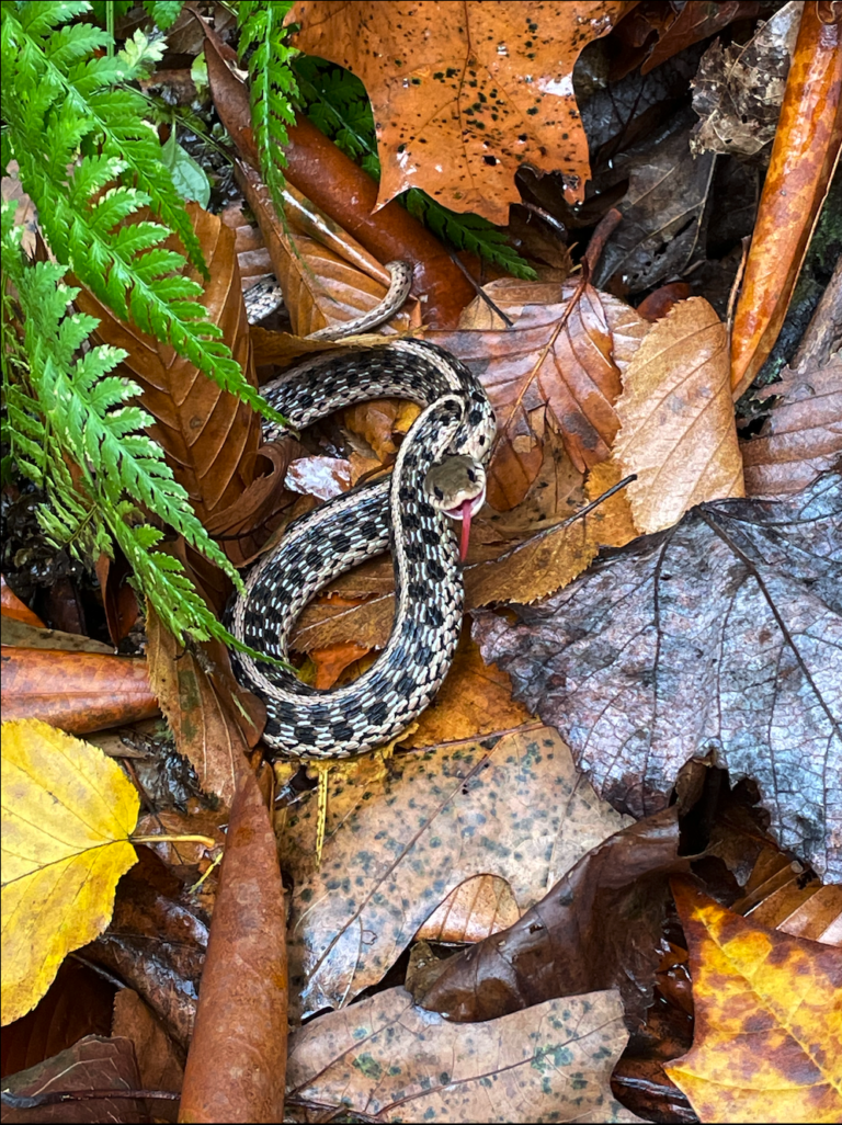 Virtual Field Trip: Amazing Snakes of West Virginia - Appalachian ...