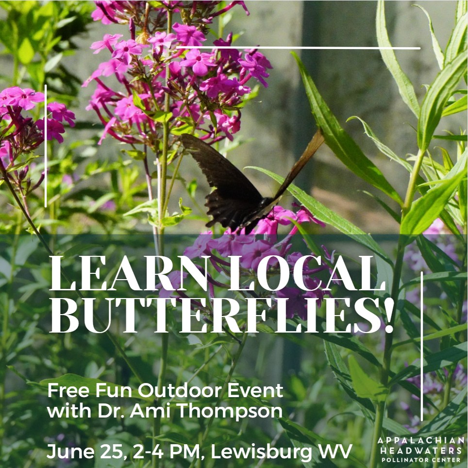 Learn Local Butterflies in June - Appalachian Headwaters
